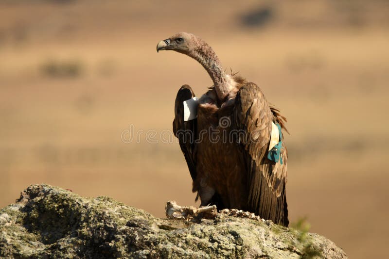 Wet magpie on the rocks stock image. Image of britain - 223590845