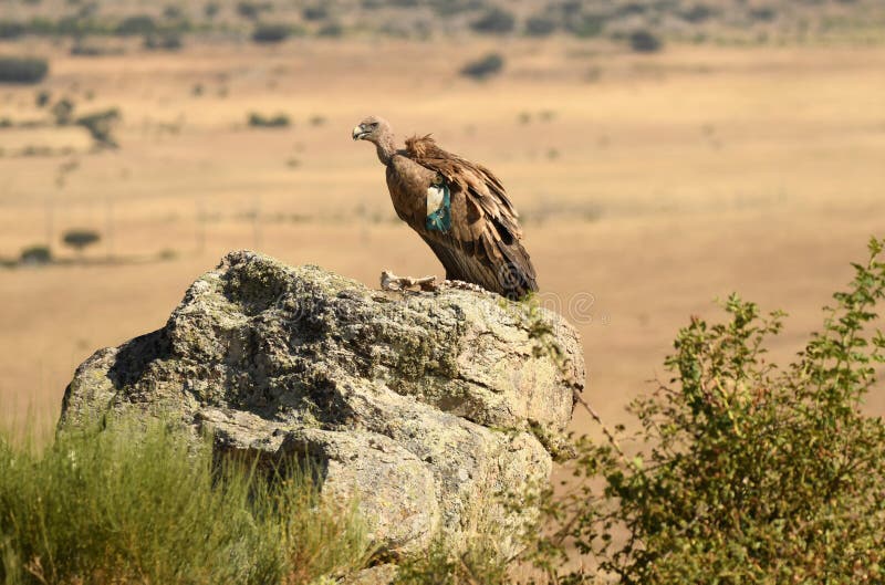 Magpie on the Rocks a Beautiful and Bright Picture Stock Image - Image ...