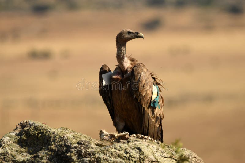 Magpie on the Rocks a Beautiful and Bright Picture Stock Image - Image ...