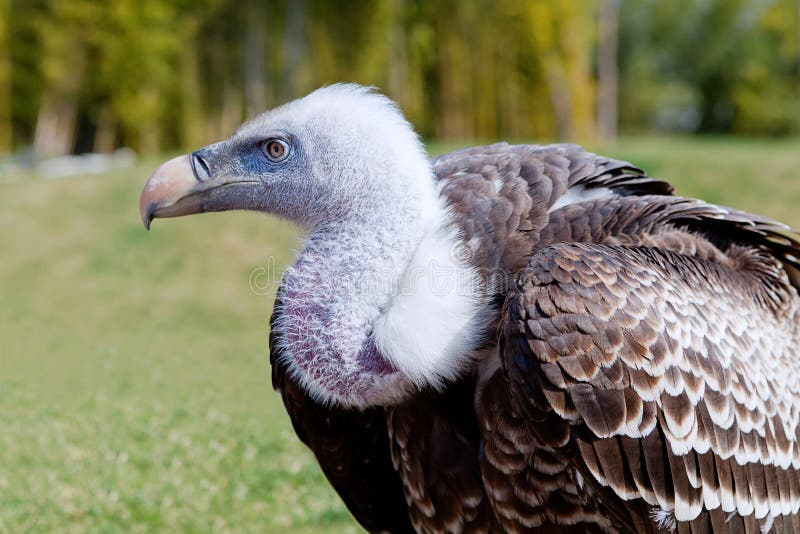 Griffon Vulture stock image. Image of grey, griffin, portrait - 70826769