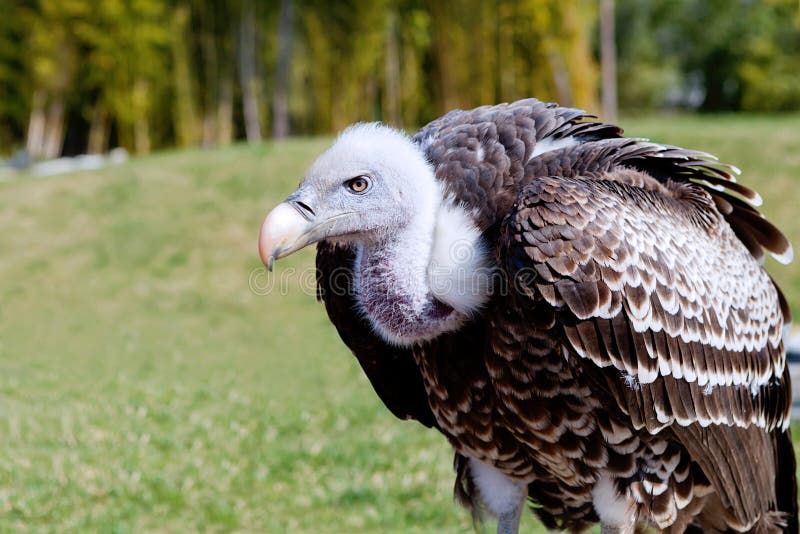 Griffon Vulture stock photo. Image of nature, raptor - 70826962