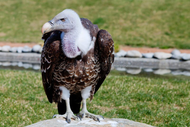 Griffon Vulture stock photo. Image of bird, face, beak - 70828204