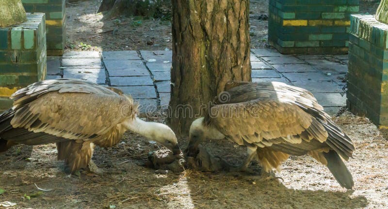 Elephant Eating Meat Picture Stock Photos - Free & Royalty-Free Stock ...