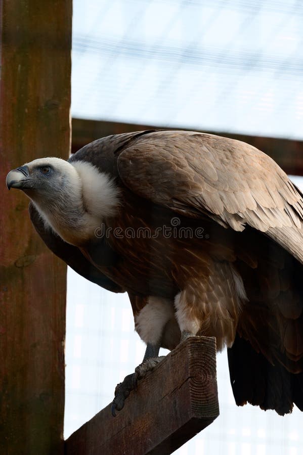 Griffon is a Wild and Bird of Prey, a Griffin Bird in a Zoo. Stock ...