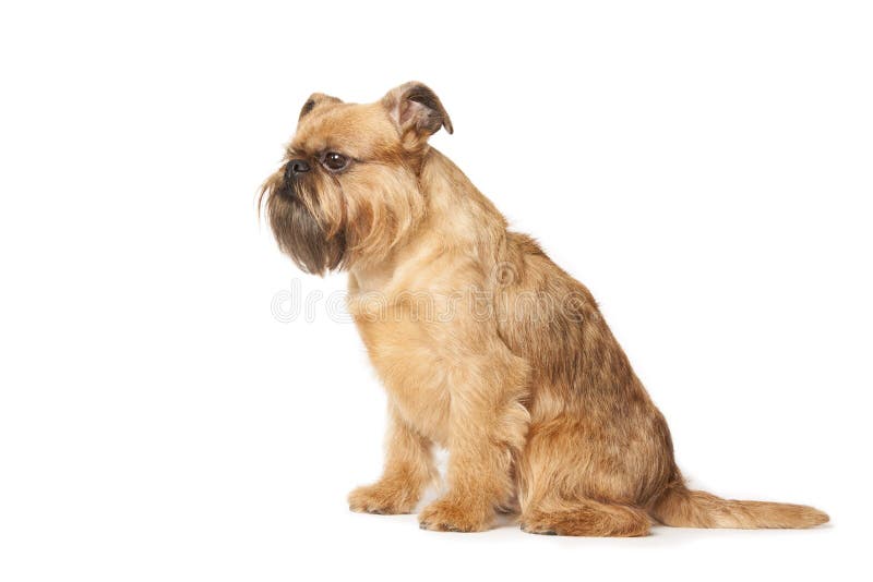 Grifone Abitante Di Bruxelles Immagine Stock - Immagine di isolato ...