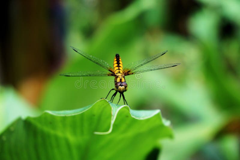 Grig in green leafs stock image. Image of rose, natural - 199270405