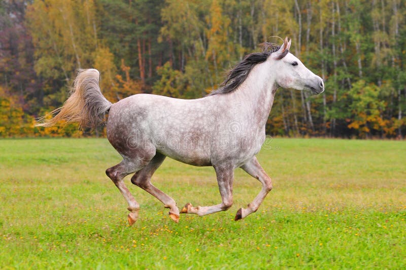 Grijs Arabisch Paard Dat Door Het Bos Galoppeert Stock Foto - Image of ...