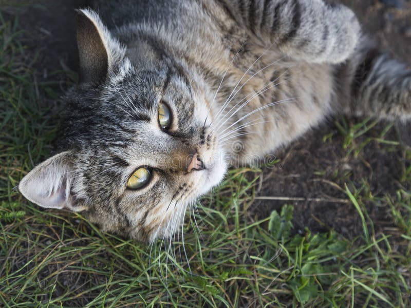 Grijs-bruine Kat Die De Camera Bekijken Stock Foto - Image of bruin ...