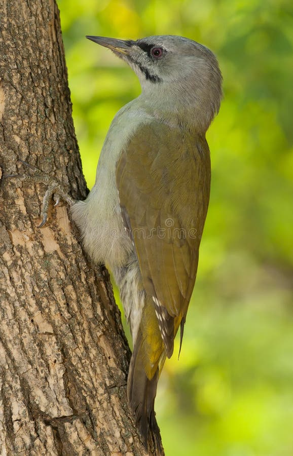Een Mannetje Van Zwarte Specht/Dryocopus-martius Stock Afbeelding ...