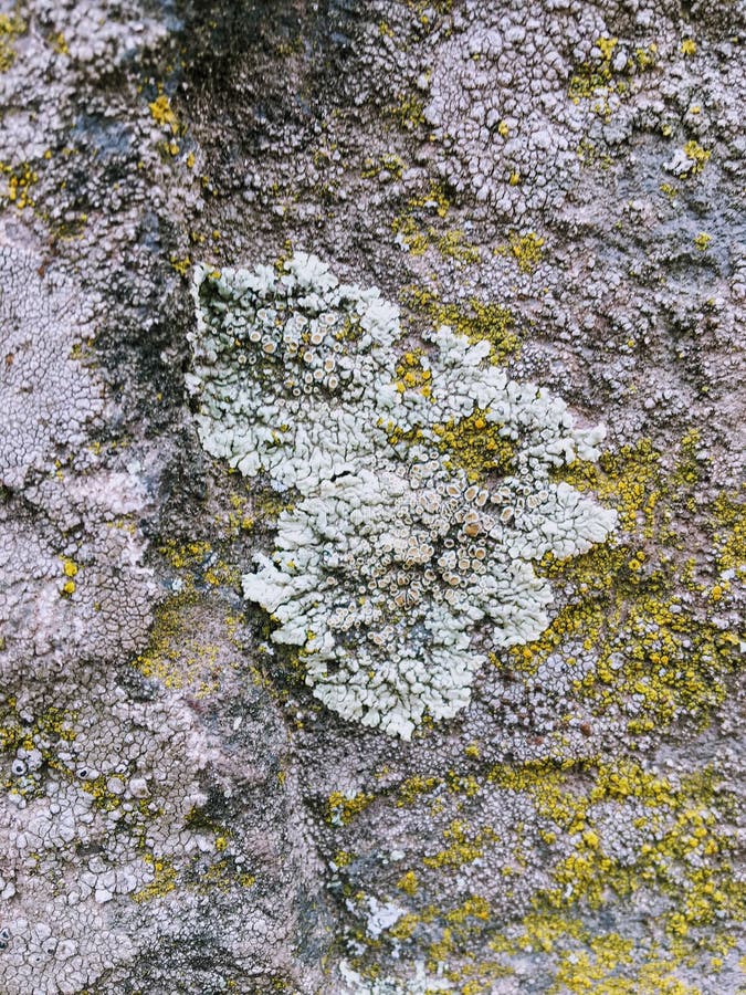 Grijs, Groen, Zwart, Omhoog Sluit Het Korstmos Op Rots, Symbiotische ... Grijs, Groen, Zwart, Omhoog Sluit Het Korstmos Op Rots, Symbiotische ...
