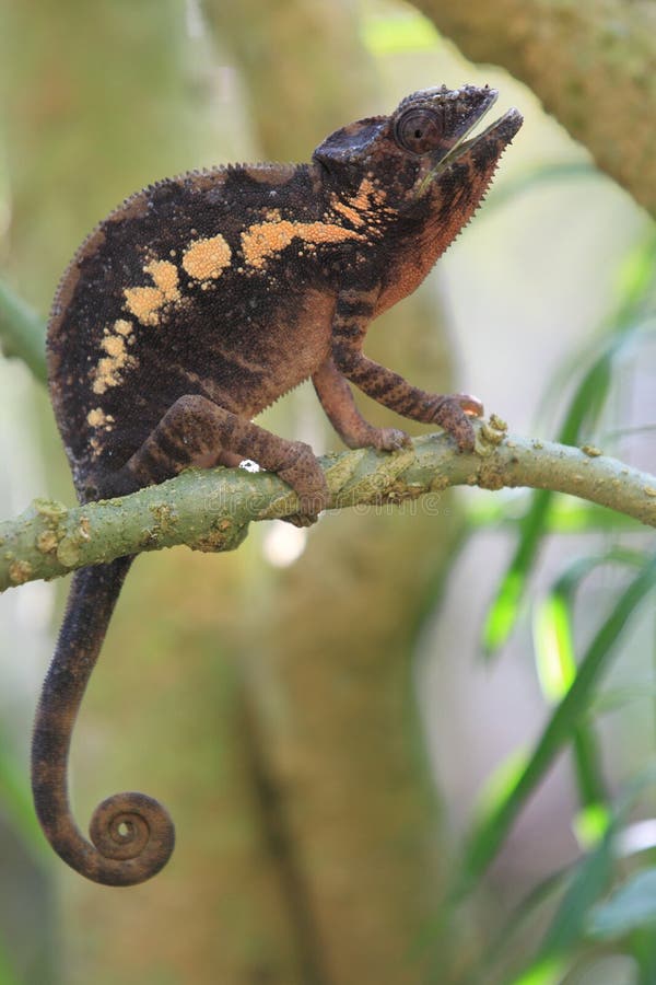 Grijs kameleon stock foto. Image of open, kameleon, dier - 32527824