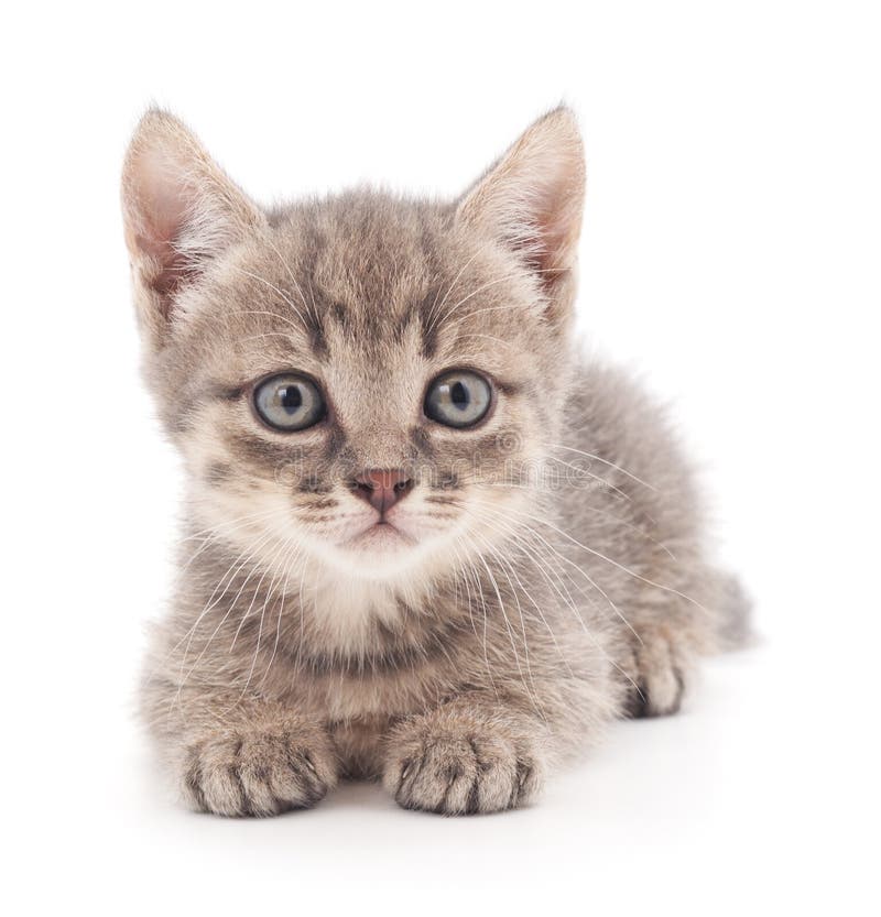 Grijs Katje stock foto. Image of één, enkelvoudig, katje - 75284718