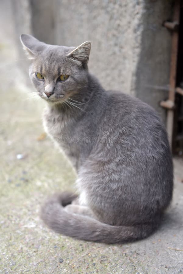 Grijze dakloze schele kat stock foto. Image of asfalt - 136870158