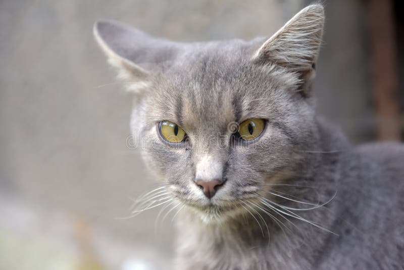 Grijze dakloze schele kat stock foto. Image of gekleurd - 136870204
