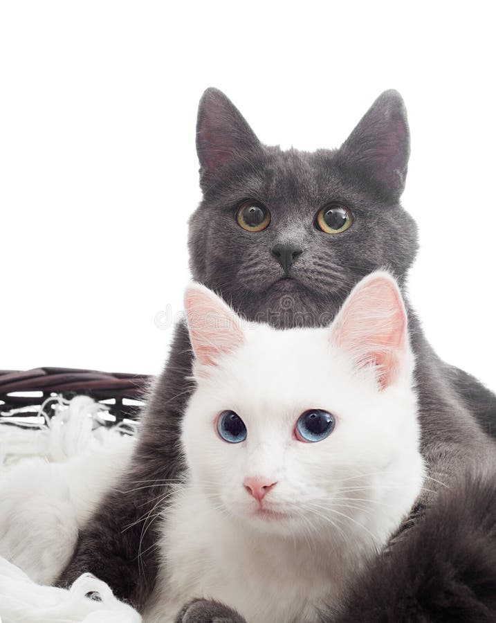 Grijze en witte katten stock foto. Image of twee, zoogdieren - 41532374