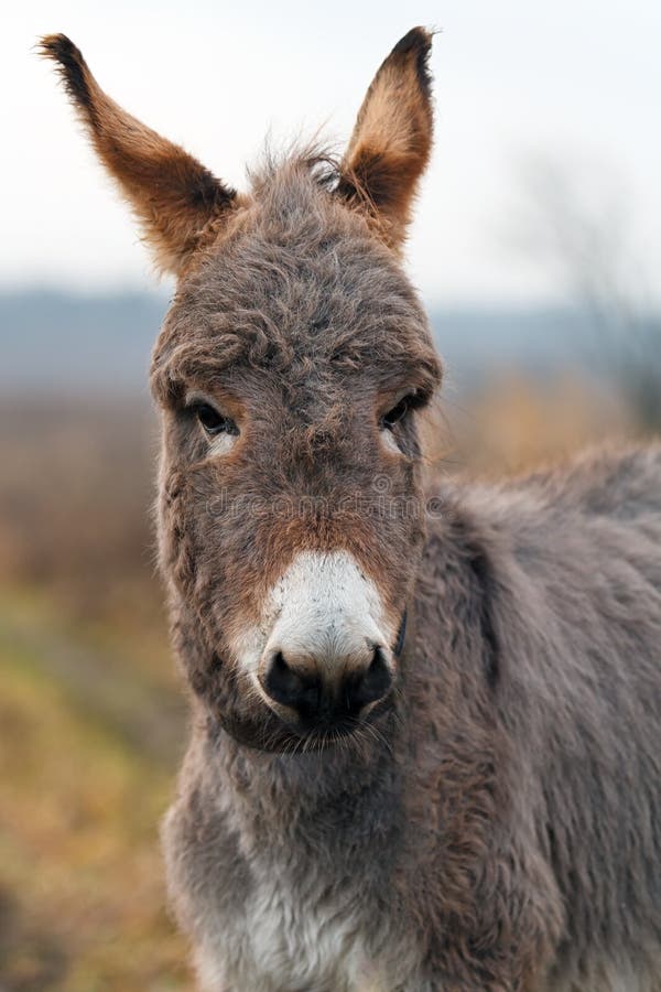 Grijze Ezel stock afbeelding. Image of grijs, dier, ezel - 28364973