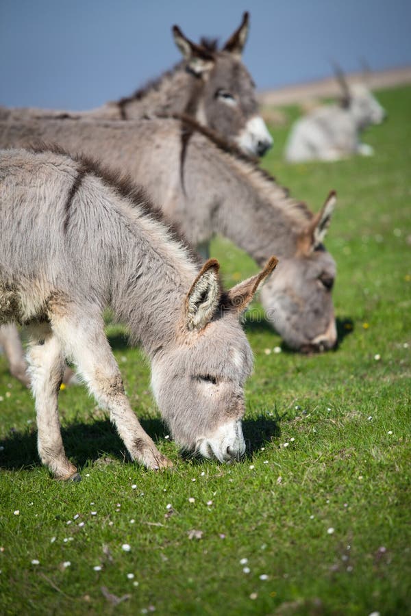 Moeder En Baby De Ezels Balken Stock Afbeelding - Image of landbouw ...