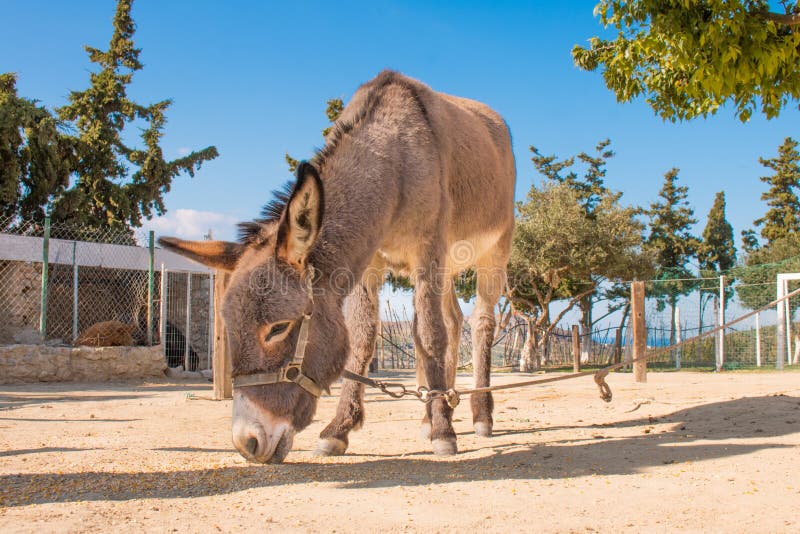 Witte Ezel Die Bij Gebied Eten Stock Afbeelding - Afbeelding bestaande ...