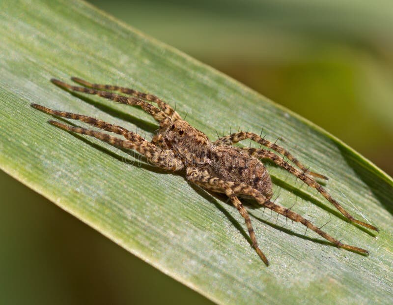 Harige spin stock afbeelding. Image of griezelig, geïsoleerd - 41529247