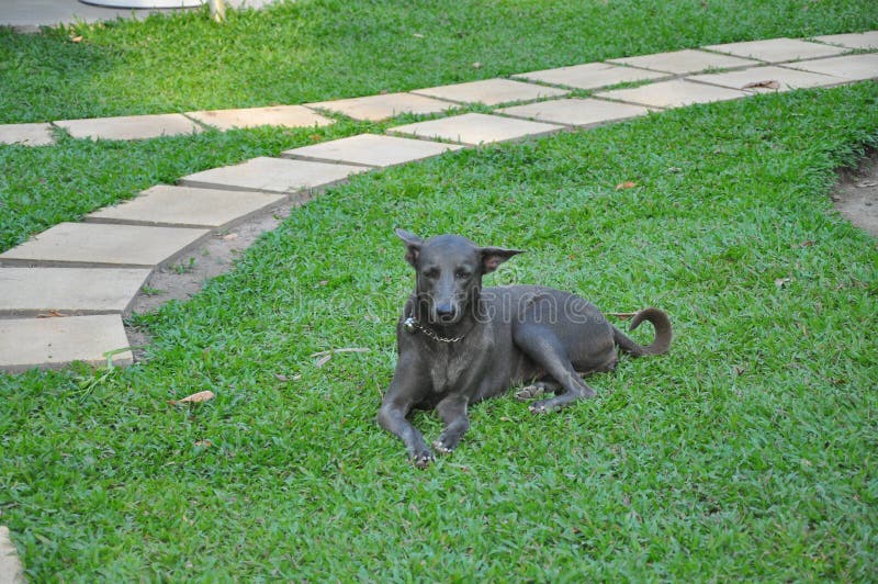 Grijze hond op groen gazon stock foto. Image of grijs - 53532520