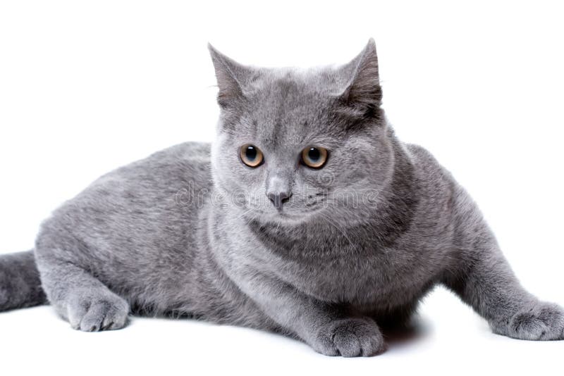 Grijze kat stock afbeelding. Afbeelding bestaande uit achtergrond ...