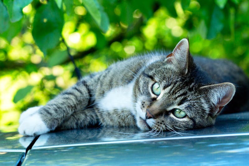 Grijze Kat met groene ogen stock afbeelding. Image of bont - 94747459