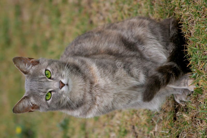 Grijze Kat Met Lichtgevende Groene Ogen Stock Afbeelding - Image of ...