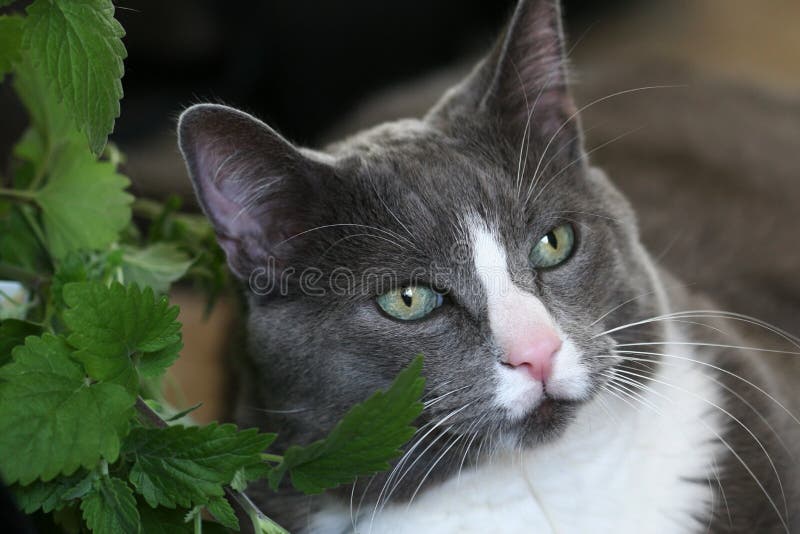 Grijze katten groene ogen stock afbeelding. Image of installatie - 5316007