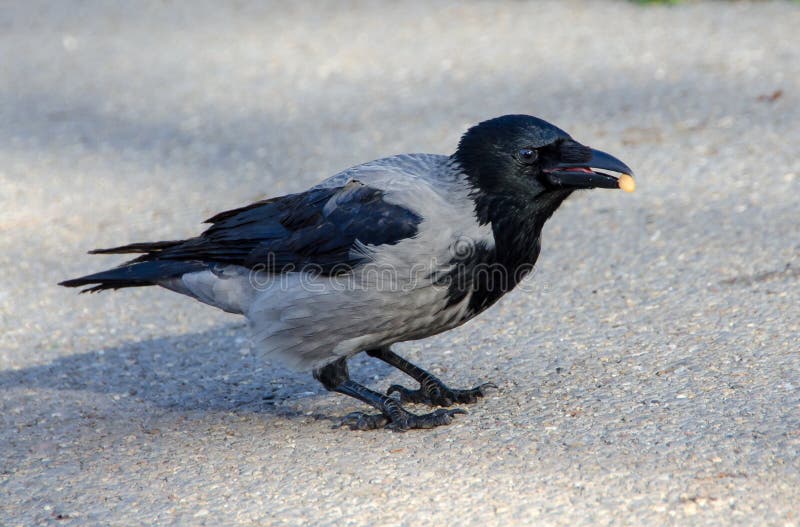 Grijze kraai met een kap stock foto. Image of park, fauna - 103243822