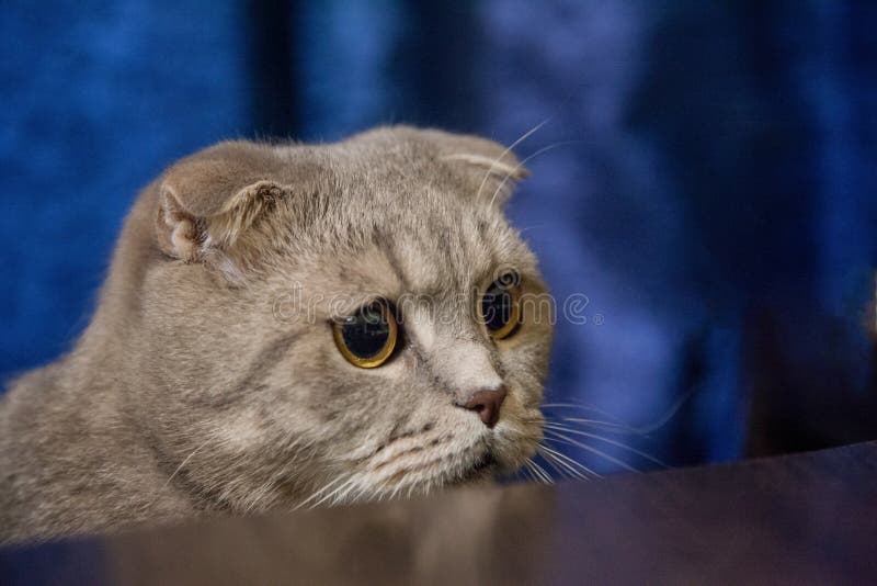 Met hangende oren kat stock afbeelding. Afbeelding bestaande uit ...