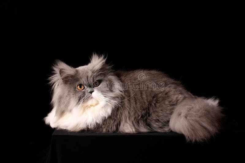 Grijze Perzische kat stock afbeelding. Image of status - 13505295