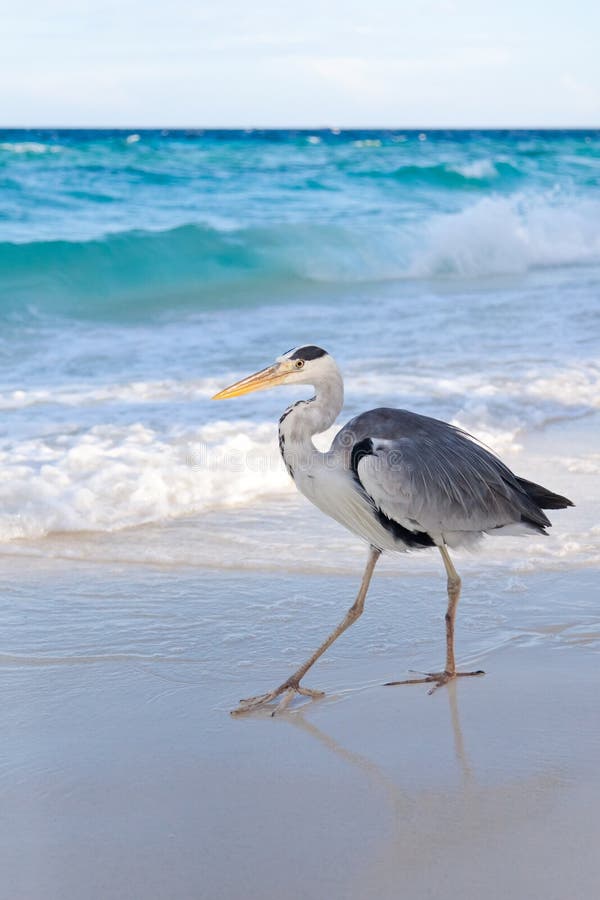 Grijze Reiger stock afbeelding. Image of zand, kust, oceaan - 20757197