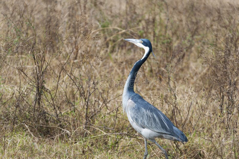 Grijze Reiger stock afbeelding. Image of paar, grijs - 57906271