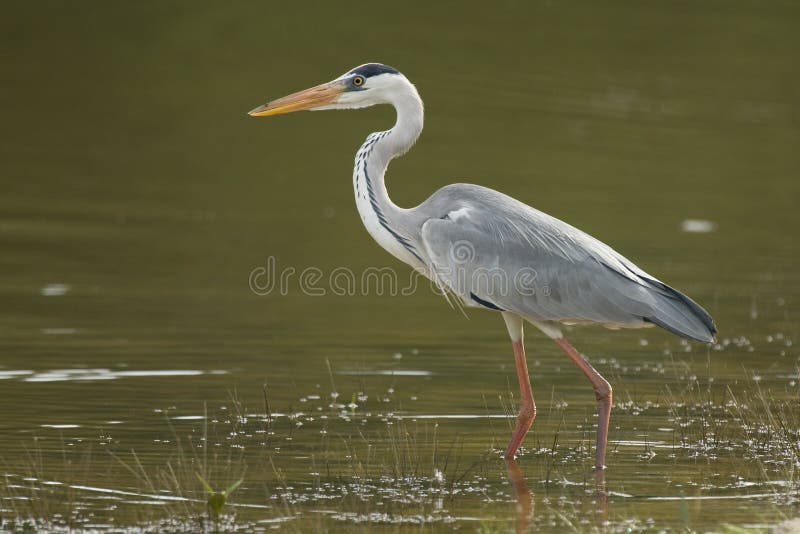 Grijze reiger stock afbeelding. Image of rivieren, alarm - 7243823