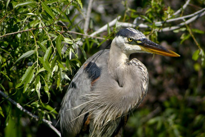 Grijze Reiger stock afbeelding. Image of vogel, moerasland - 8008991
