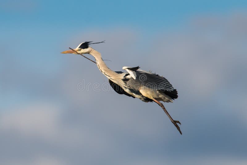 Grijze Reiger Bij Het Meer in De Cinematografie Van Ardea Van Het Zon ...