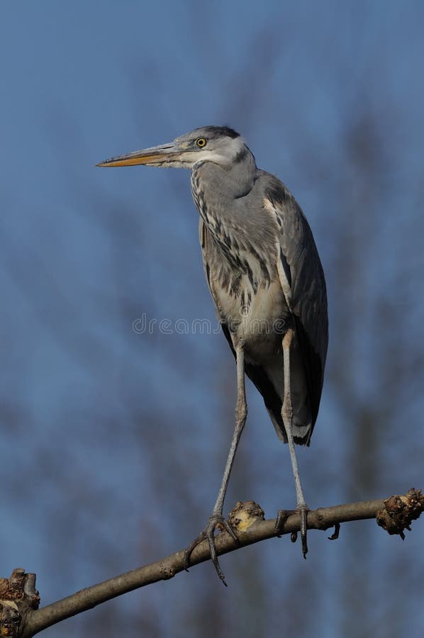 Grijze Reiger Op Een Lidmaat Stock Foto - Image of hemel, boom: 18638142