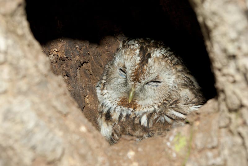 Grijze Uil in holle boom. stock foto. Image of zitting - 22923682