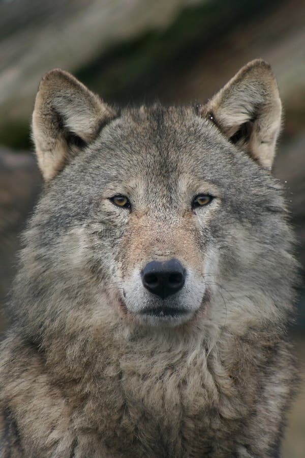 Grijze wolf stock foto. Image of ogen, staar, grijs, aandacht - 8703576
