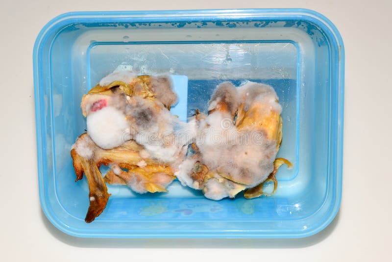 Grill Chicken with the Mold Stock Photo - Image of fungus, kitchen ...