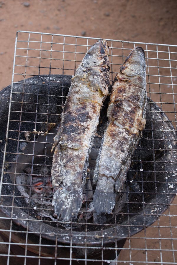 Grill Striped Snakehead Fish with Salt Coated Stock Photo - Image of ...
