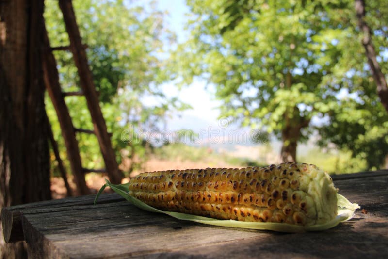 Grilled Corn in village stock image. Image of branch - 199049293