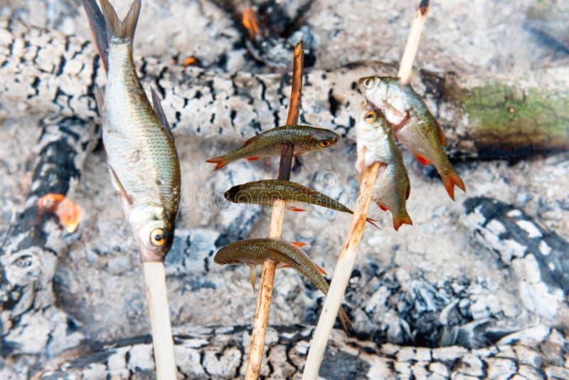 Grilled fish on the fire stock image. Image of meal, charcoal - 97843625