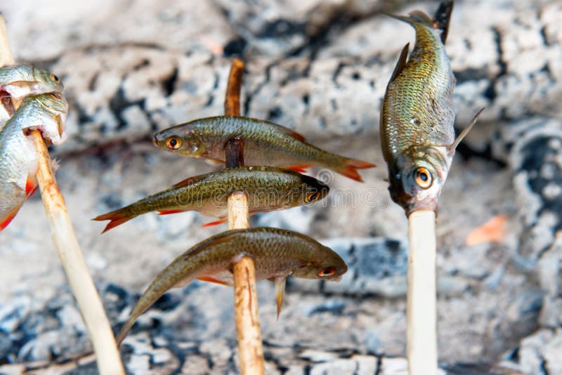 Grilled fish on the fire stock photo. Image of barbeque - 97844446