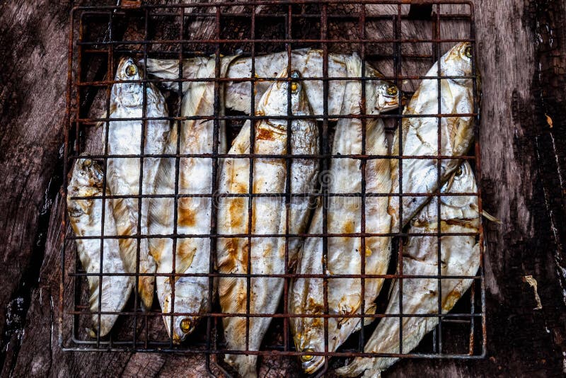 Grilled fish stock photo. Image of nature, holiday, forest - 61909698