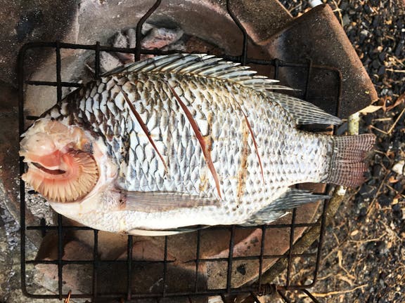 Grilled Fish that it Making Grill Over Hot Coal Stock Image - Image of ...