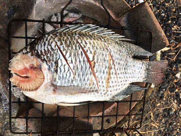 Grilled Fish that it Making Grill Over Hot Coal Stock Image - Image of ...
