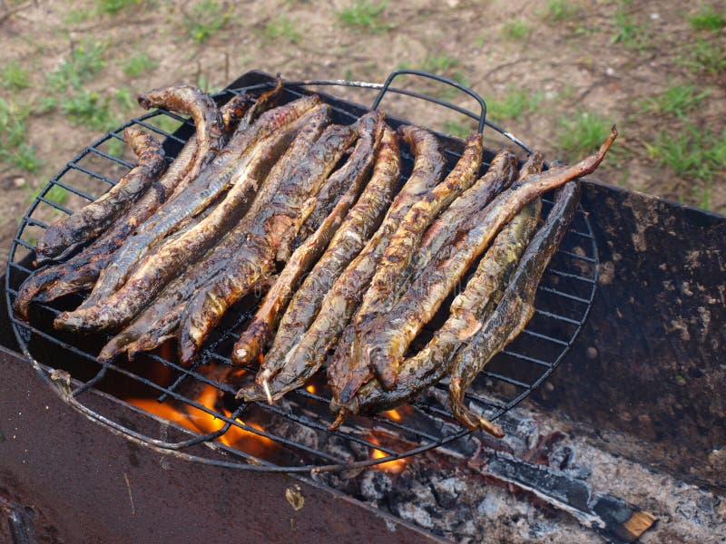 Grilled lamprey stock photo. Image of lamprey, dainty - 27218020