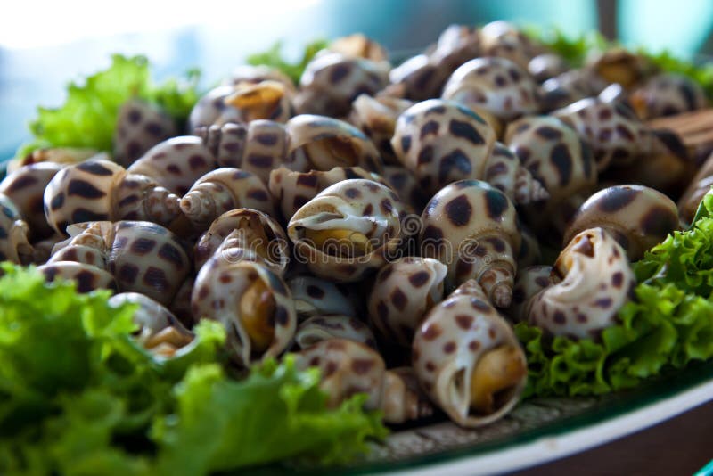 Grilled Sea Snail Food . stock photo. Image of local - 128445068