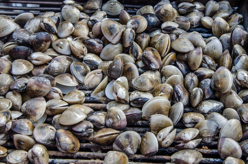 Grilled shell seafood stock image. Image of ingredient - 31815673